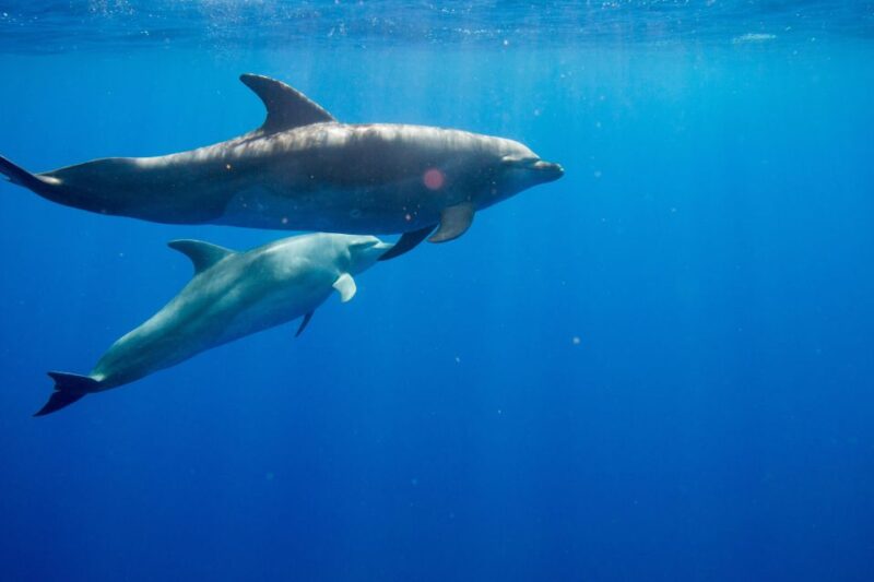 Waianae, Oahu: Swim with Dolphins (Semi-Private Boat Tour) - Key Points