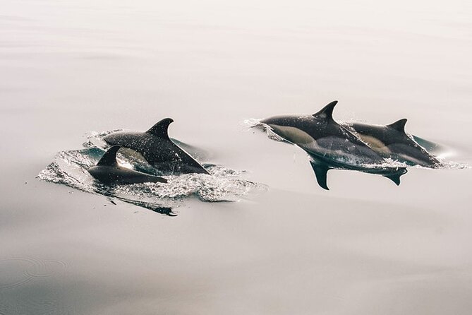 Whale & Dolphin Watching Boat Trip in Tenerife On a Sailing Boat (3 Hr) - Introduction
