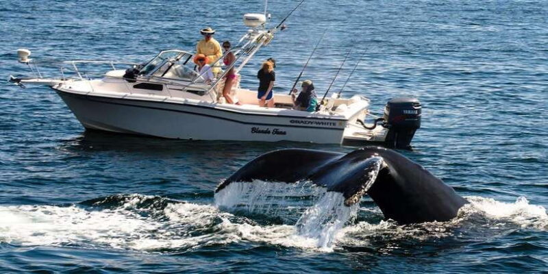 Whale Watching Boat tour in Trincomalee - Key Points