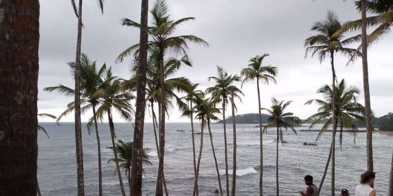 Whale Watching Day Tour to Mirissa - Key Points