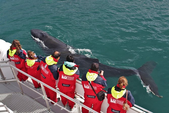 Whale Watching from Downtown Akureyri - Introduction