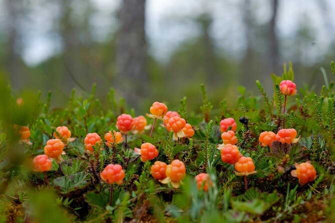 Wild Forest Berries and Mushrooms Picking Tour - Key Points