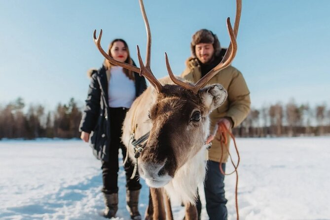 Wild Reindeers Safari + Lunch in Glass Igloo (private service) - Wild Reindeers Safari + Lunch in Glass Igloo (private service): An Authentic Arctic Journey