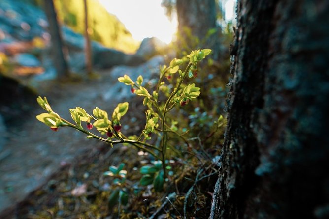 Wilderness Survival Tour - Summer & Autumn - Key Points