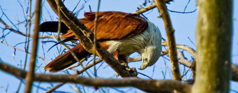 Wildlife Safari at Kaudulla National Park - Wildlife Safari at Kaudulla National Park: A Detailed Review