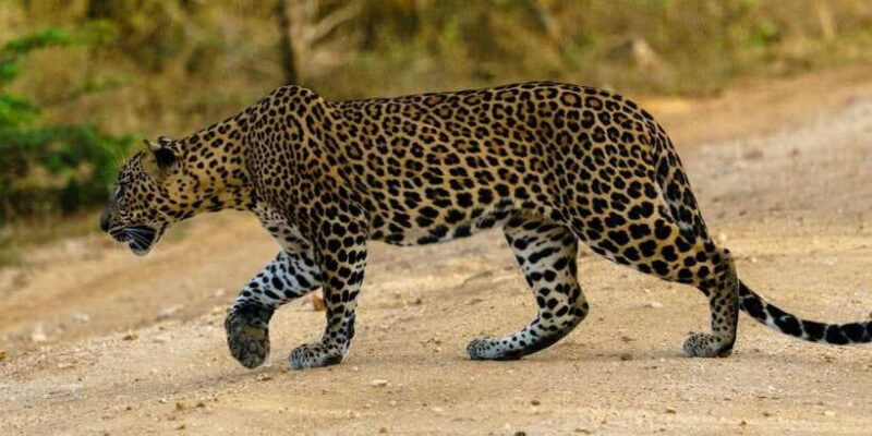 Wilpattu National park - Full day Safari (06:00am - 18:00pm) - An Overview of Wilpattu National Park
