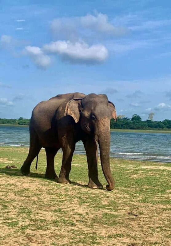 Wilpattu National Park Safari Guided by NATURALIST / RANGER - Key Points
