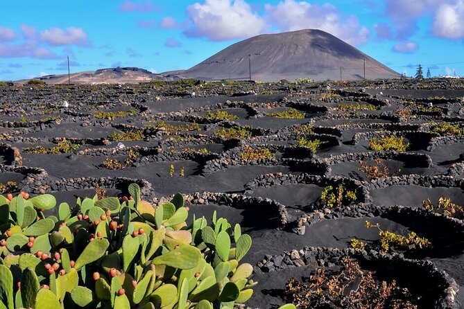 Winery Tour and Tasting in Tenerife with the Sommelier - How the Experience Shines and What to Consider