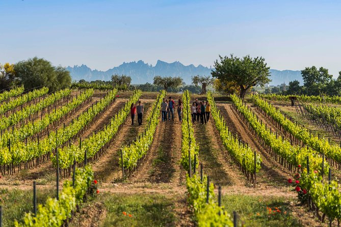 Winery Tour with Private Luxury Vehicle from Barcelona with Hotel pick up - Key Points