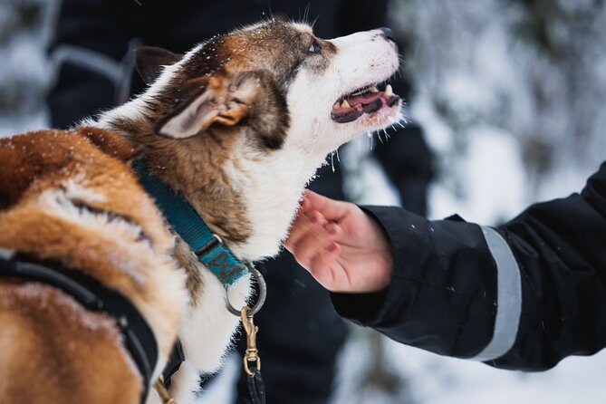 Winter highlights: Snowmobile, Arctic Animals And Santa`s Village - Introduction