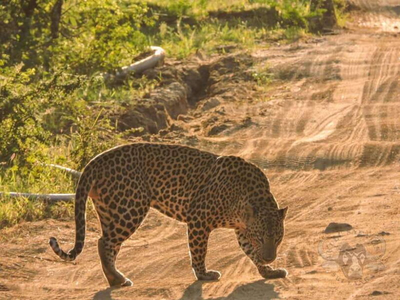 Yala National Park: 7 hours or 12 hours Leopard Wild Safari - Key Points