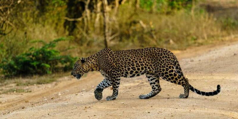 Yala National Park : Full Day Safari(04:30-18:00) - Key Points