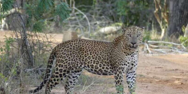 Yala National Park Half day Safari - Key Points