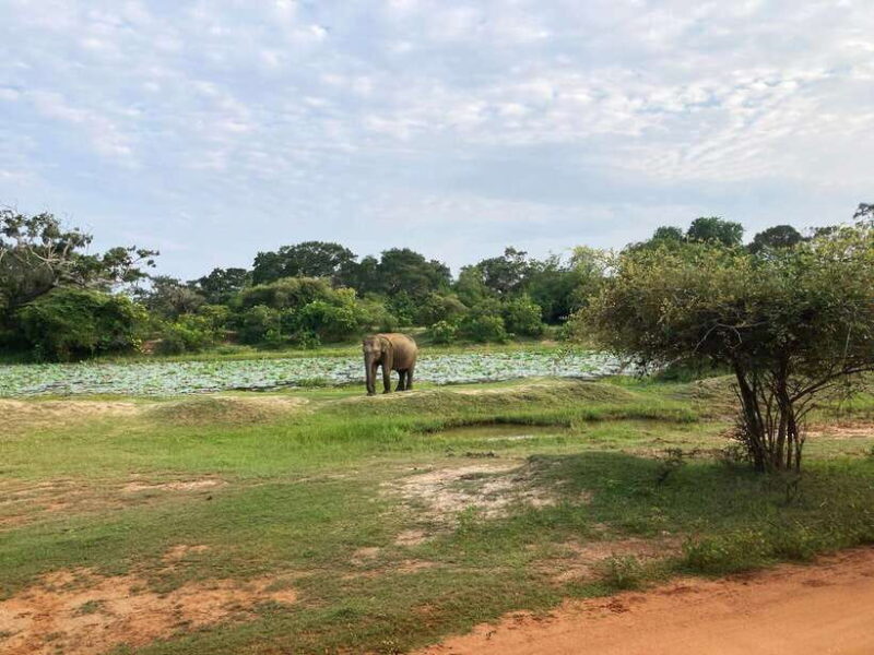 Yala National Park: Jeep Safari From Colombo and Negombo - Key Points