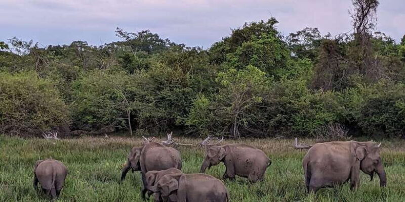 Yala National Park: Morning Afternoon Safari (All Inclusive) - Key Points