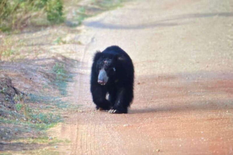 Yala National Park: Morning or Afternoon Safari ( 5 h ) - Key Points