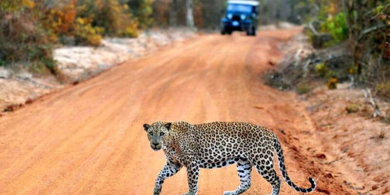 Yala National Park: Private Safari Day Trip with Lunch - Key Points