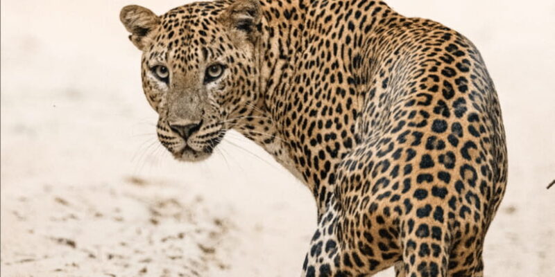 Yala National Park Safari 2 Options (7 hour & 12 hour) - Key Points