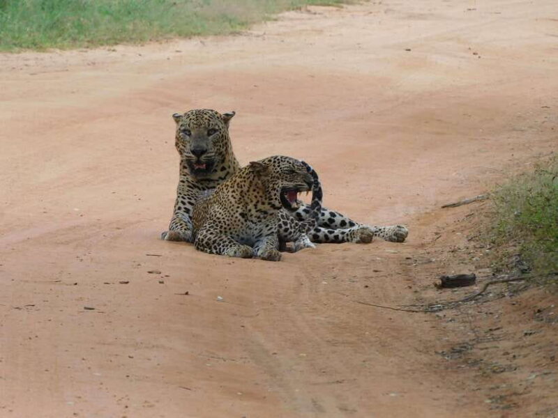 Yala National Park Safari Tours : 7 hours & 12 hours - Key Points