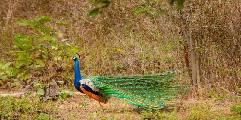 Yala National Park Wildlife safari from Mirissa - Key Points