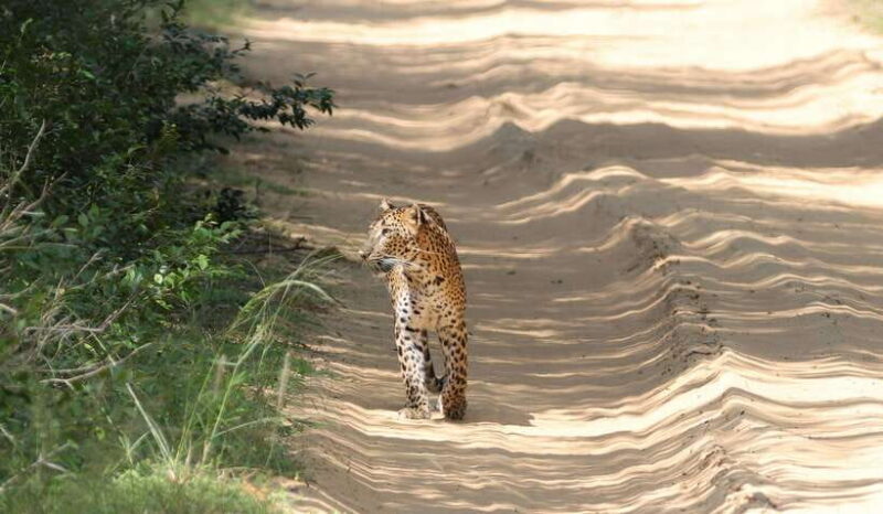 Yala Safari Tour from Galle/Mirissa/Matara/Tangalle/Ella - Key Points