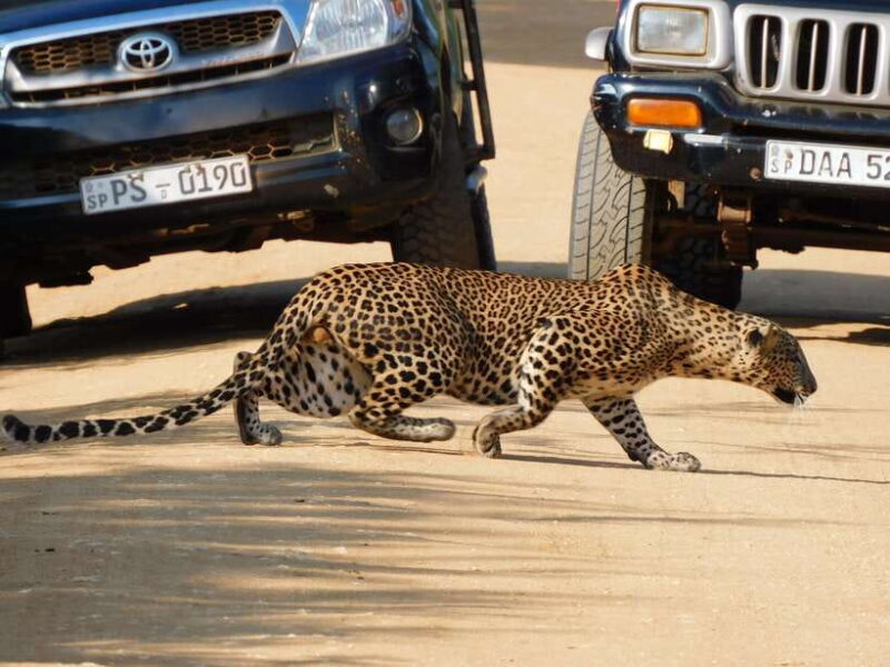 Yala Safari Tours from Ella/Mirissa/Hiriketiya/Tangalle - Key Points