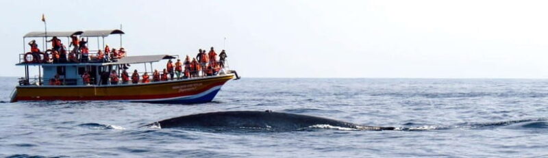 Yala Safari,Mirissa Whale Watching & Galle Fort Night Escape - Key Points