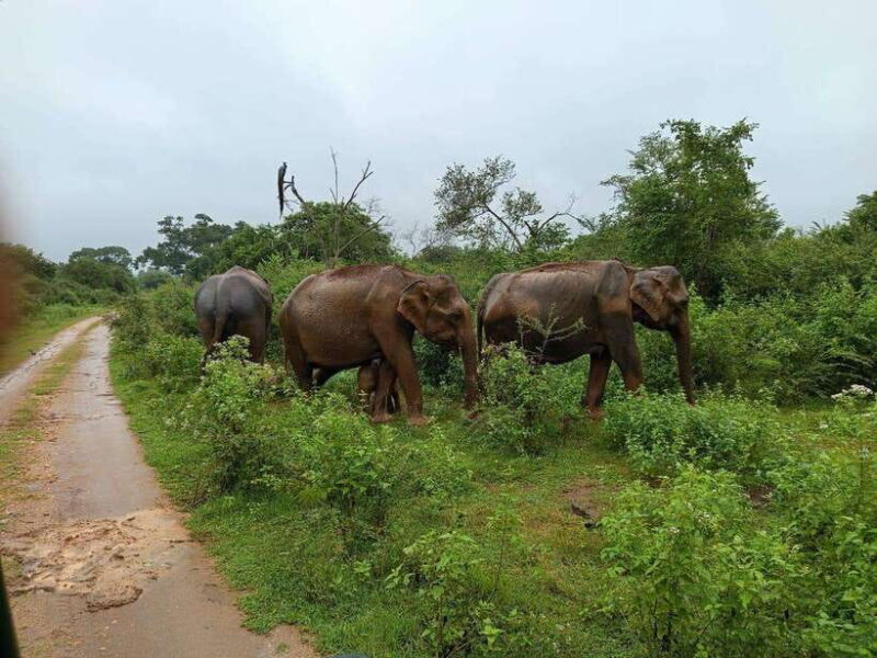 Yala, Udawalawe Safari & Elephant Home Lifetime Experience - Key Points