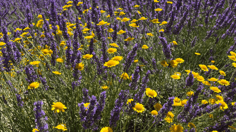 A provençal picnic at sunset in the lavender fields - Final Thoughts