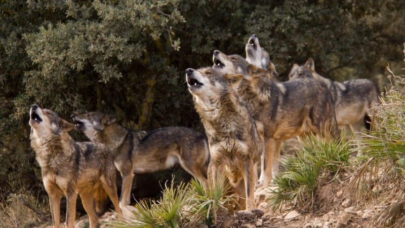 From Granada: Lobo Parque and Torcal de Antequera, Adventure Excursion - Transportation and Logistics