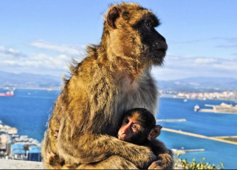 From Malaga: Private Gibraltar Highlights Day Trip - What’s Included and What’s Not