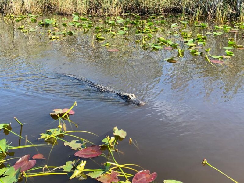 Miami: Everglades Airboat & Animal Sanctuary Tour with Photo - What Travelers Are Saying