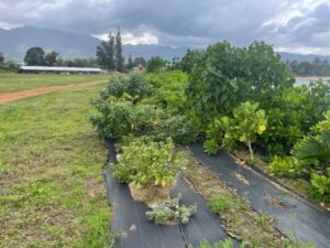 Oahu: Shoreline Restoration Tour w/ Native Plants & Animals