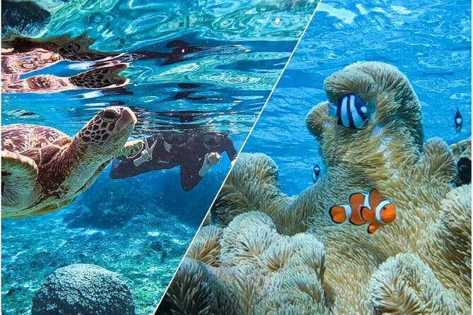 Okinawa Miyako Sea turtle Snorkeling Free Pick up and Drop off