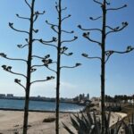 2 Hours Private Historical Tour in Cadiz - A Closer Look at the Itinerary and What You’ll Experience