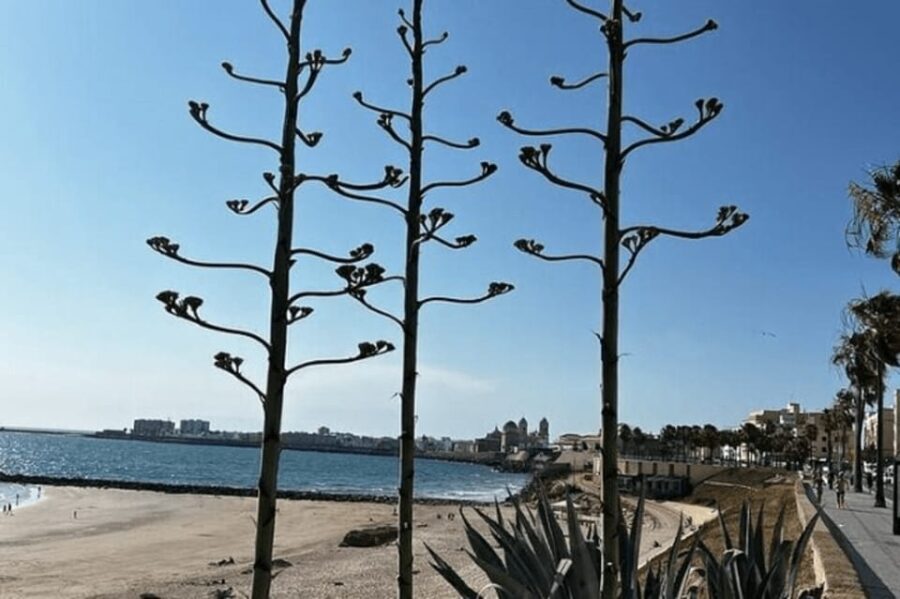 2 Hours Private Historical Tour in Cadiz - A Closer Look at the Itinerary and What You’ll Experience