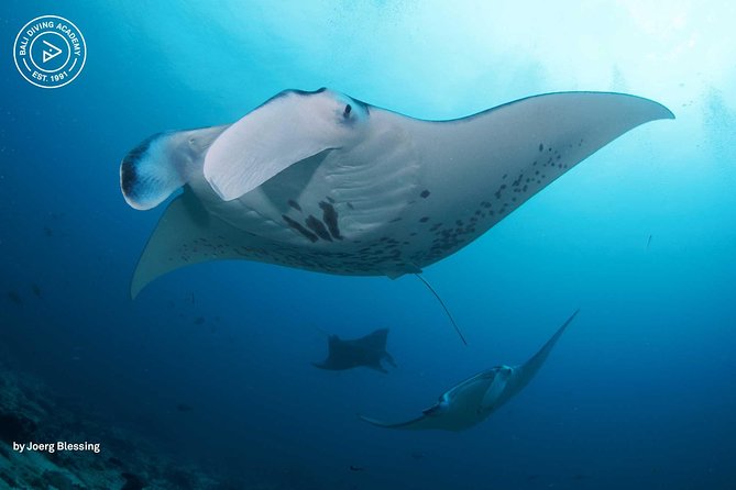 2 or 3 dives in Nusa Lembongan and Penida, for certified diver (in Lembongan) - Key Points