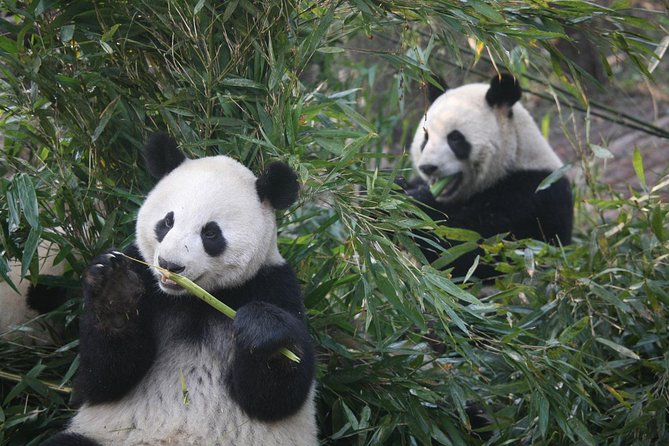 11-Day China Tour of Small Group to Beijing, Xian, Chengdu, Shanghai - Who Should Consider This Tour?