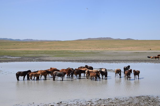 2 day Central Mongolia - Who Is This Tour Best For?