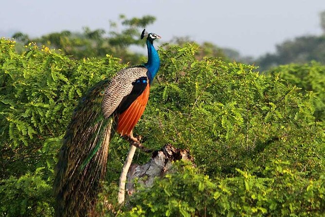 2 Days Tour of Double Safari (Yala & Udawalawe) - All Inclusive - Final Thoughts: Is This Tour Right for You?