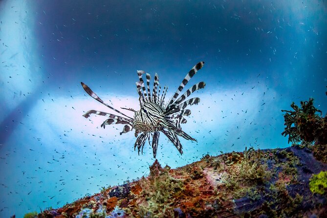 (2 Dives) Discover Scuba Diving Kota Kinabalu - Authentic Experiences and Feedback