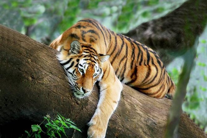 3-Day All Inclusive Chitwan Jungle Safari Tour From Kathmandu - Why This Tour Offers Good Value