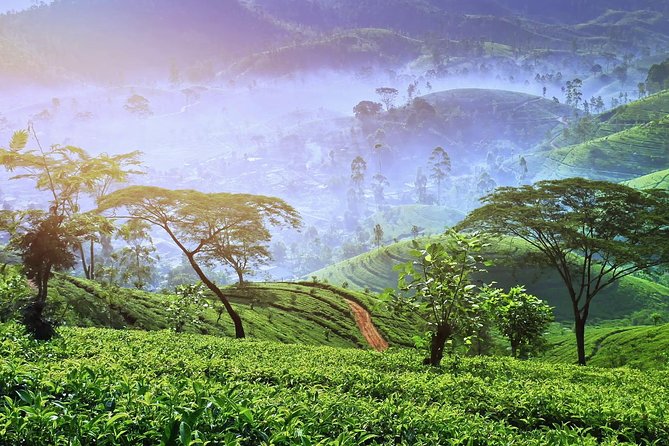 3 Days Tour of Ella, Nuwara Eliya and Haputale - Day 3: Myth, Bridges, and Mountain Peaks