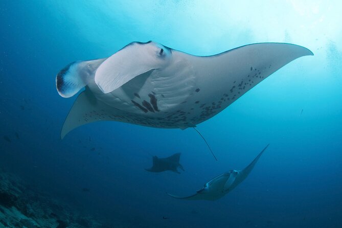 3 Epic Dives in Nusa Penida - Certified Divers' Day Trip - What Divers Say