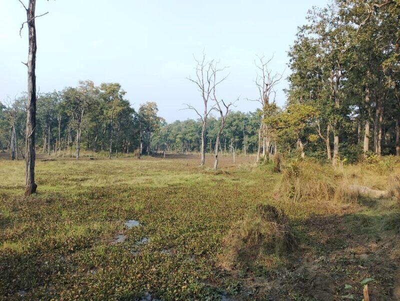 3 Nights 4 Days Chitwan National Park with Tower Night Stay - What Makes This Tour Special?