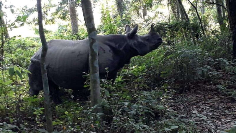 4-Day Chitwan Jungle Safari with Tower Night stay Tour - What’s Included and What’s Not