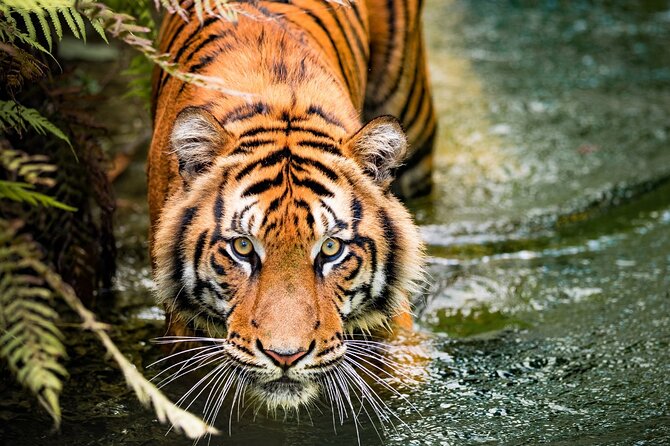 5 Days Golden Triangle with Ranthambore (Delhi Agra Jaipur Ranthambore Tour) - Pricing and Value