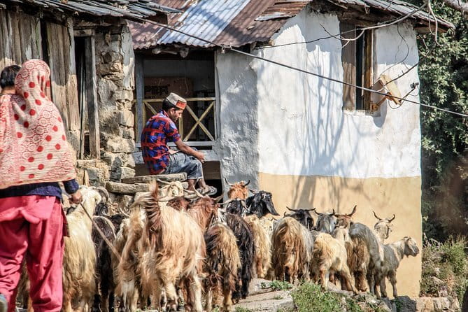 7 Days Dharamsala - Dalai Lama home Trek - An In-Depth Look at the Dharamsala Dalai Lama Trek