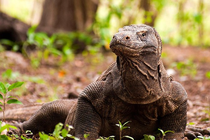 A Day to Komodo Island - What the Itinerary Looks Like: A Deep Dive