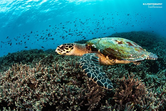 Advanced Open Water Course in Pemuteran - Certification in Bali (Menjangan park) - Authentic Experiences & What Travelers Say